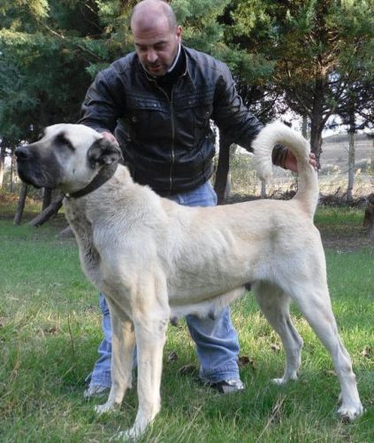 BREEDS OF TURKEY – TURKISH DOG FEDERATION INC.