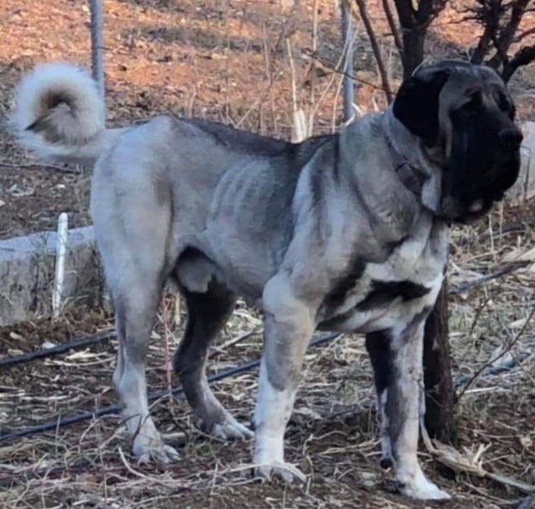 BREEDS OF TURKEY – TURKISH DOG FEDERATION INC.