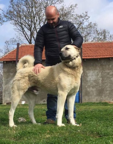 BREEDS OF TURKEY – TURKISH DOG FEDERATION INC.