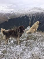 BREEDS OF TURKEY – TURKISH DOG FEDERATION INC.