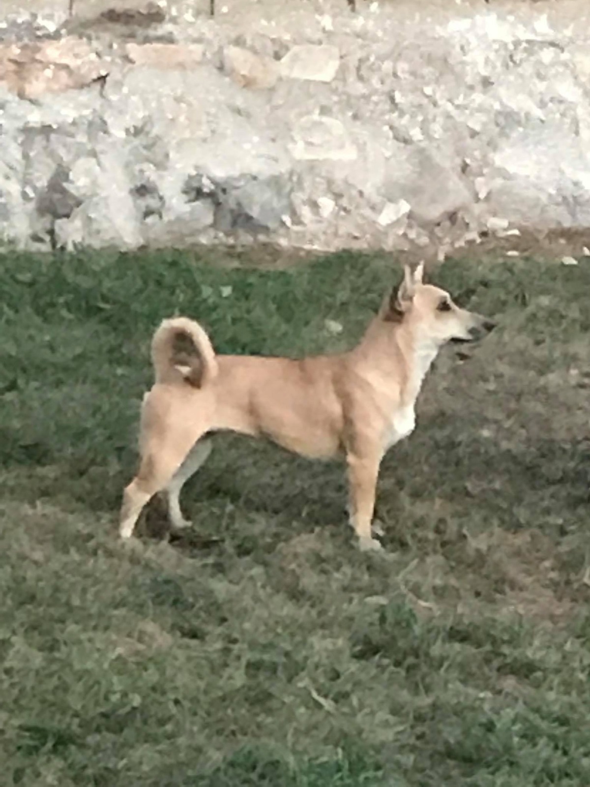 BREEDS OF TURKEY – TURKISH DOG FEDERATION INC.