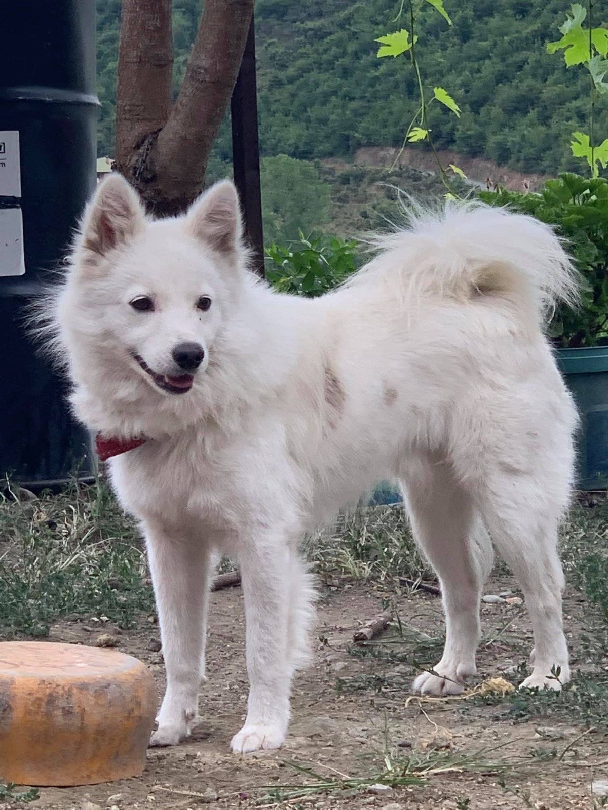 BREEDS OF TURKEY – TURKISH DOG FEDERATION INC.