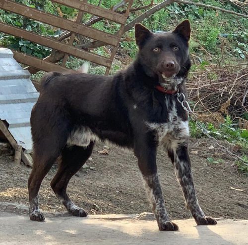 BREEDS OF TURKEY – TURKISH DOG FEDERATION INC.