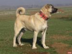 BREEDS OF TURKEY – TURKISH DOG FEDERATION INC.