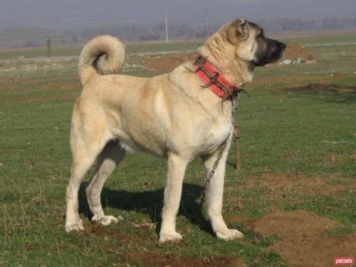 BREEDS OF TURKEY – TURKISH DOG FEDERATION INC.