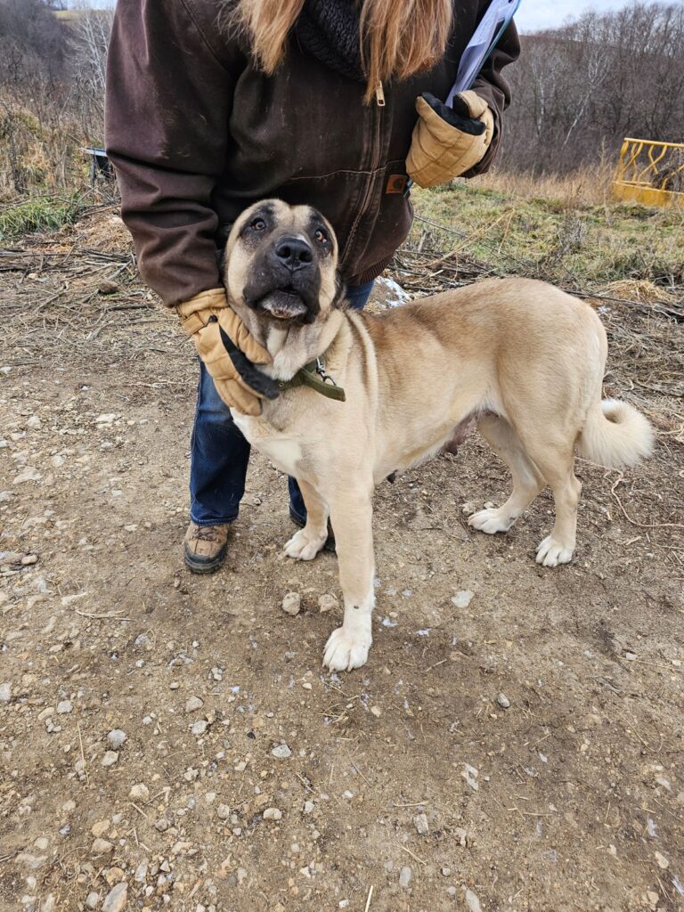 AVAILABLE DOGS – TURKISH DOG FEDERATION INC.