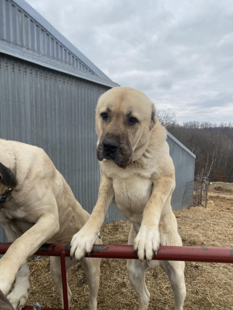 AVAILABLE DOGS – TURKISH DOG FEDERATION INC.