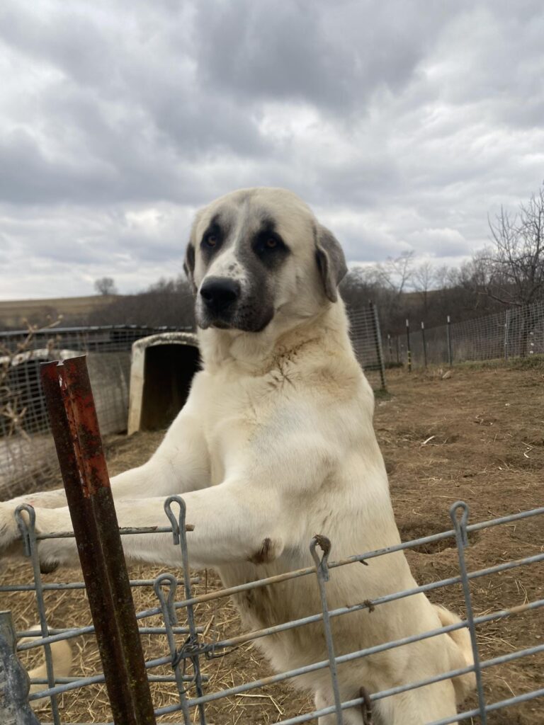 AVAILABLE DOGS – TURKISH DOG FEDERATION INC.