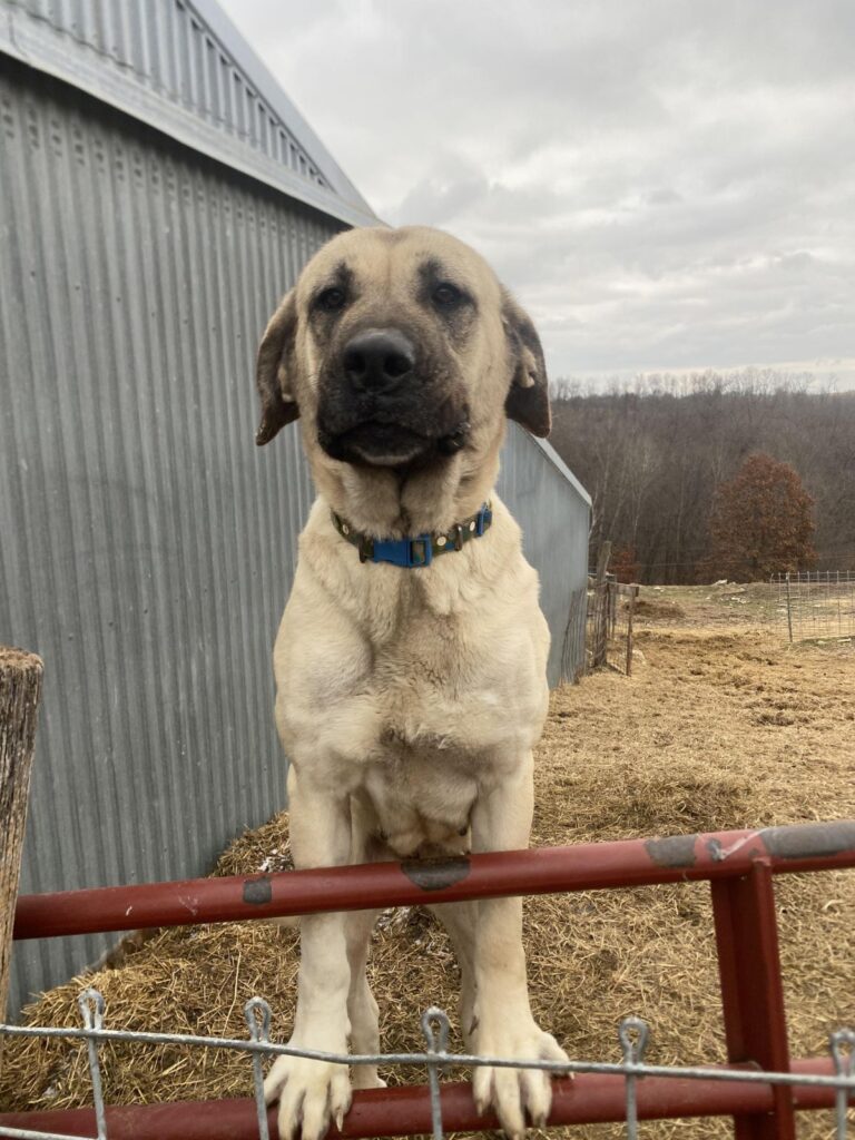 AVAILABLE DOGS – TURKISH DOG FEDERATION INC.