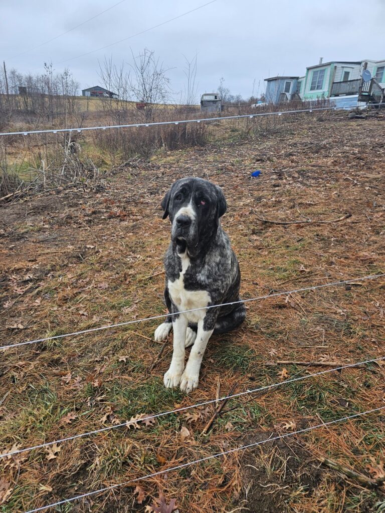 AVAILABLE DOGS – TURKISH DOG FEDERATION INC.