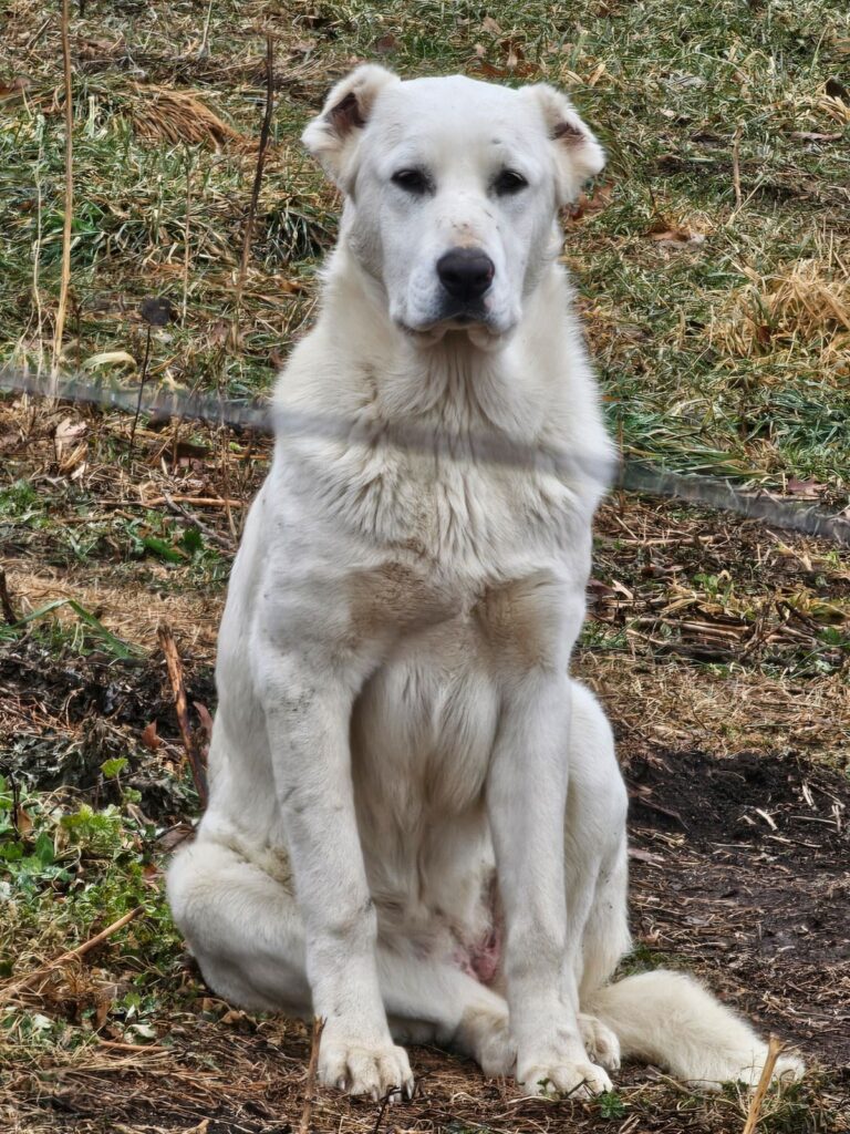 AVAILABLE DOGS – TURKISH DOG FEDERATION INC.