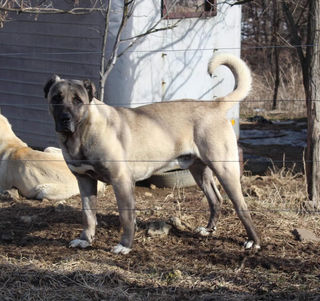 AVAILABLE DOGS – TURKISH DOG FEDERATION INC.